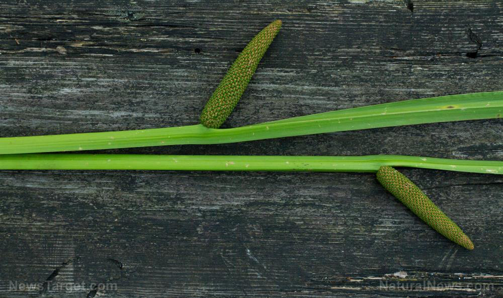 The herb vacha confirmed to have potent antioxidant properties